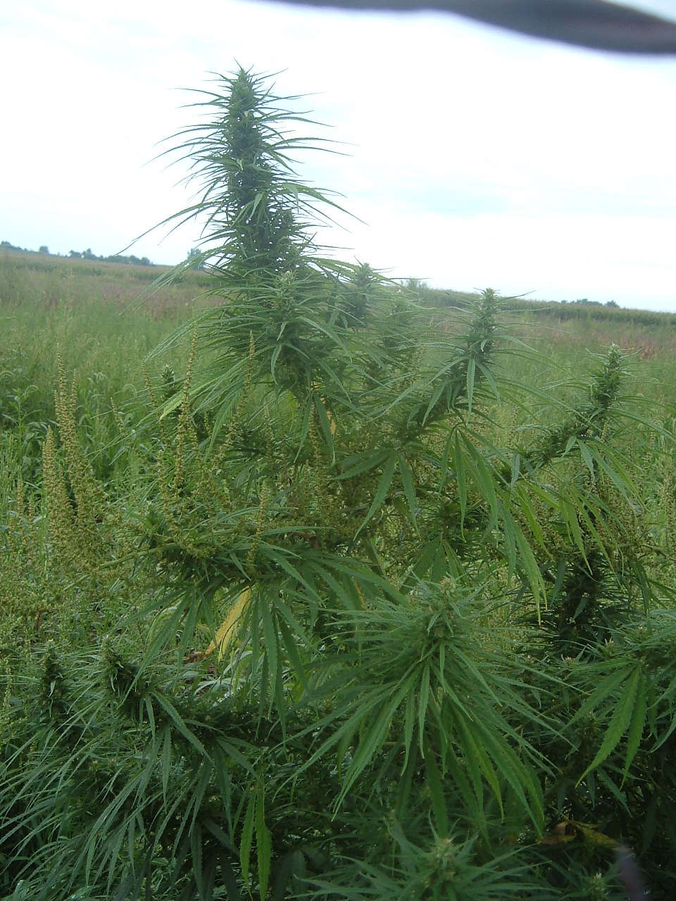 the midwestern phenomenon of *ditch weed*