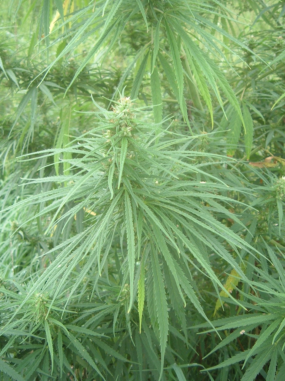 the midwestern phenomenon of *ditch weed*