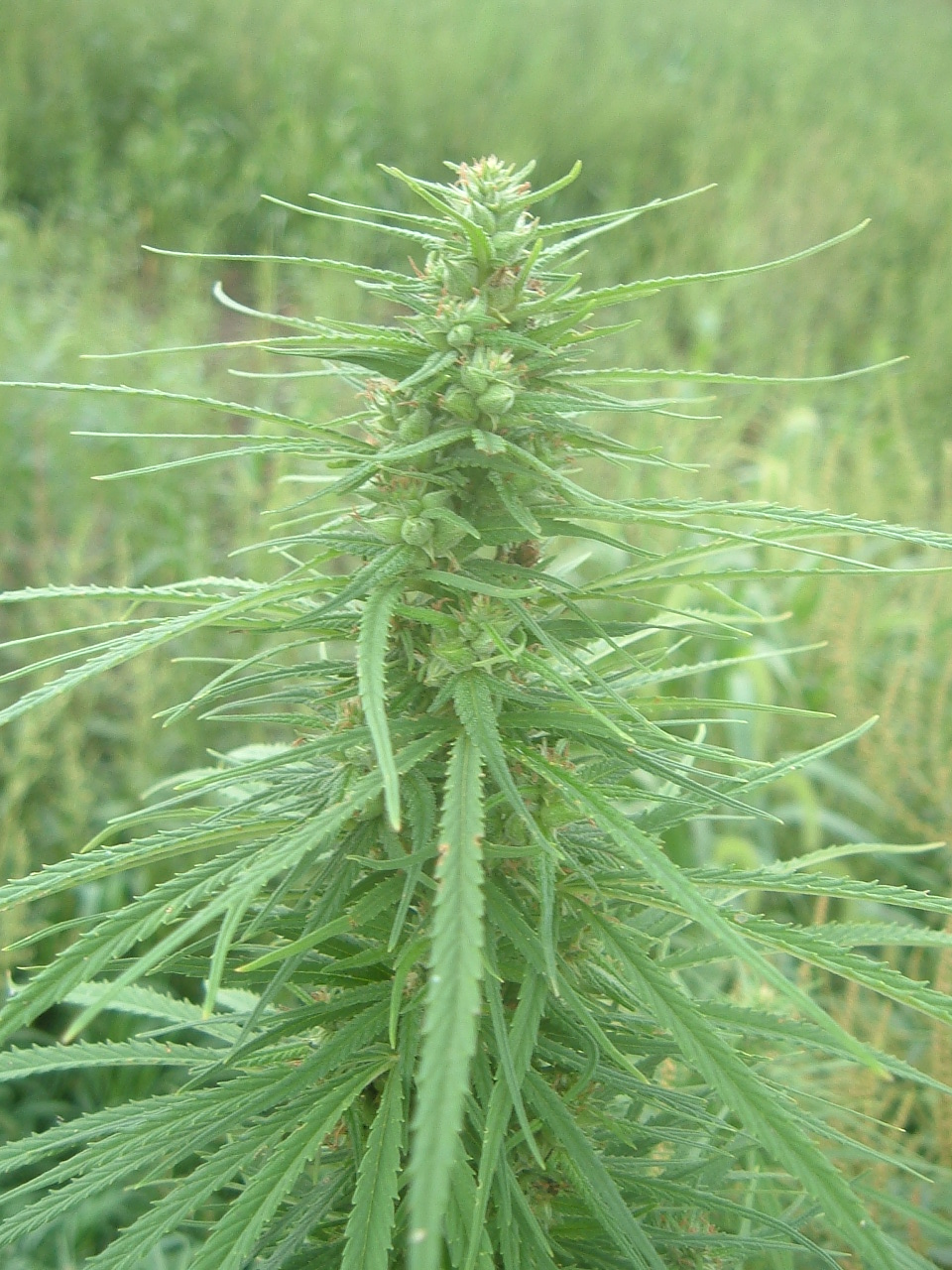 the midwestern phenomenon of *ditch weed*