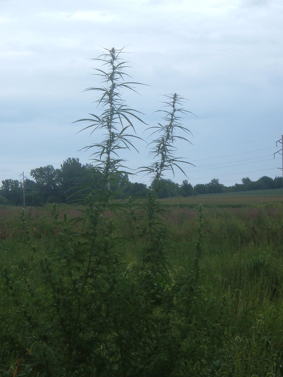 the midwestern phenomenon of *ditch weed*