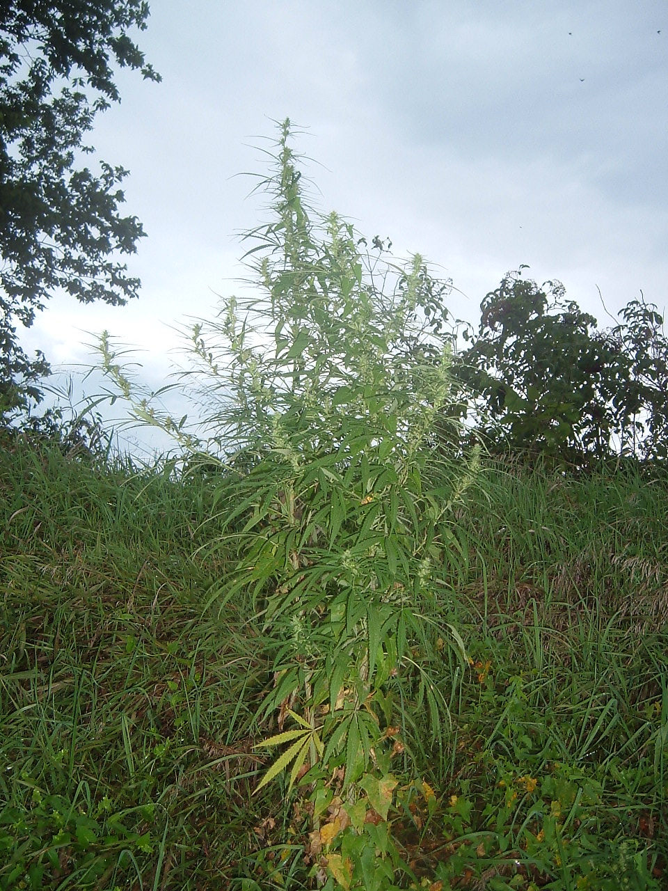 the midwestern phenomenon of *ditch weed*