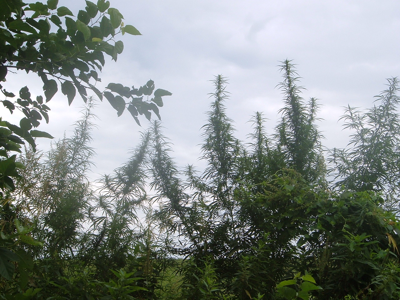 the midwestern phenomenon of *ditch weed*