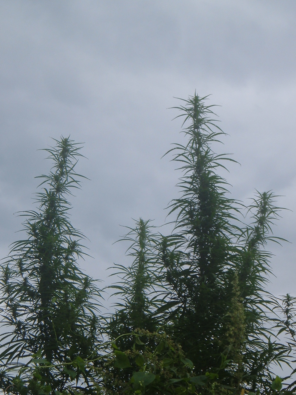 the midwestern phenomenon of *ditch weed*