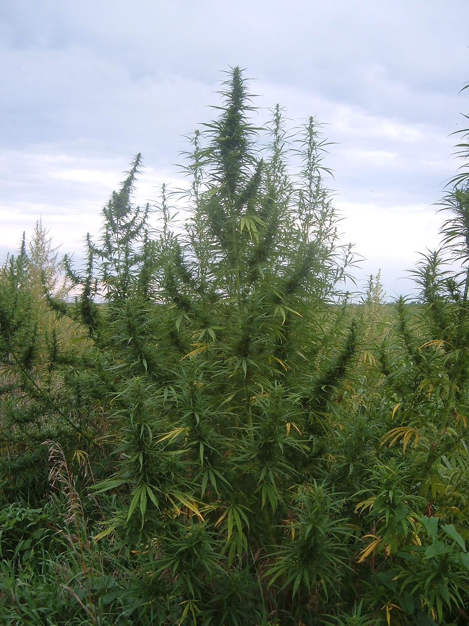 the midwestern phenomenon of *ditch weed*
