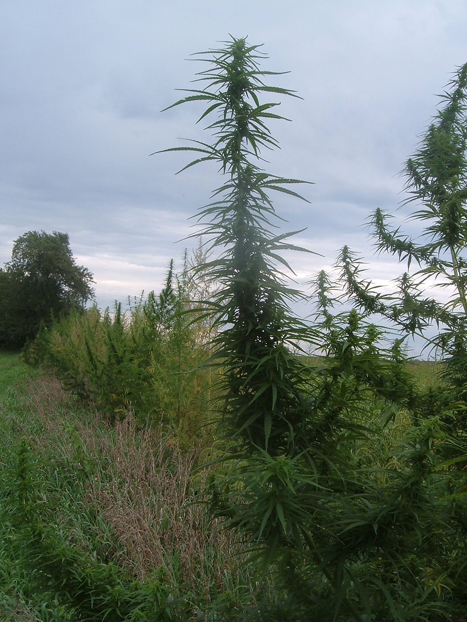 the midwestern phenomenon of *ditch weed*