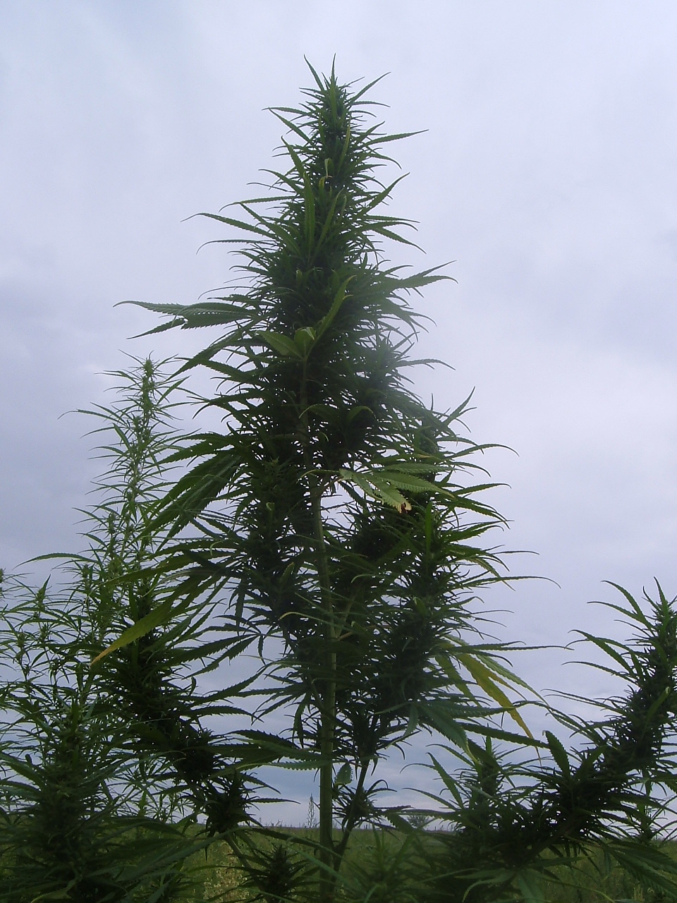 the midwestern phenomenon of *ditch weed*
