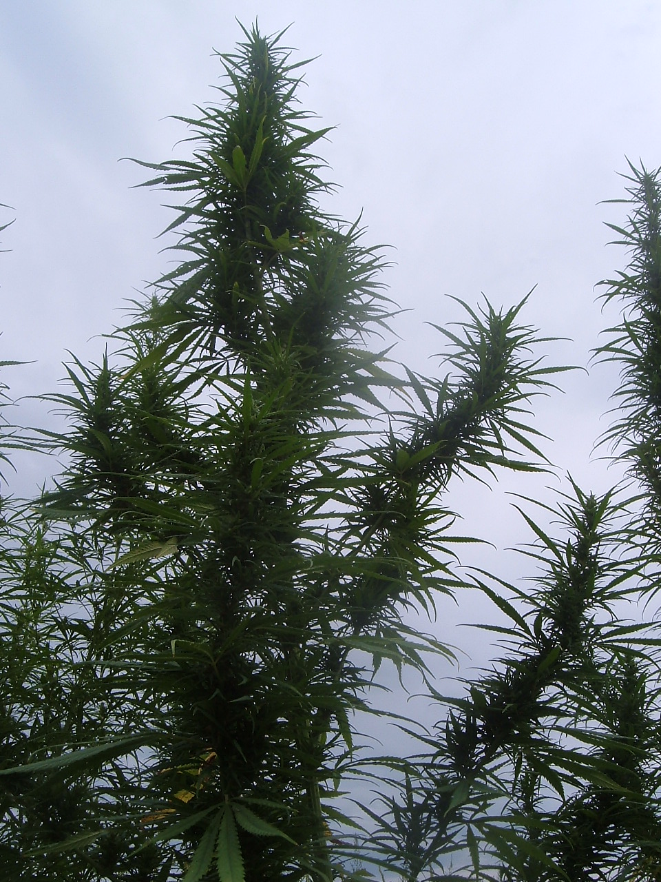 the midwestern phenomenon of *ditch weed*