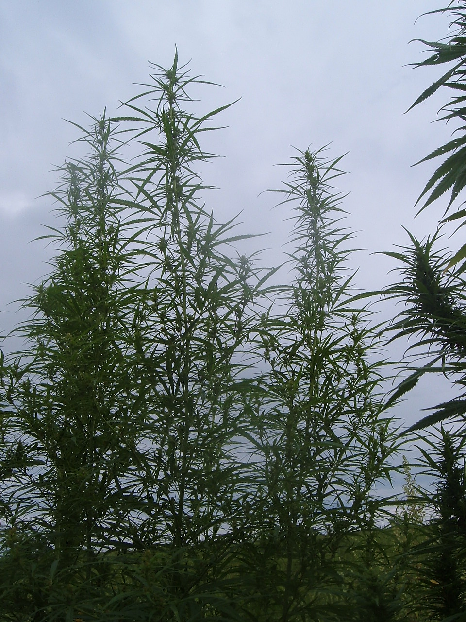 the midwestern phenomenon of *ditch weed*