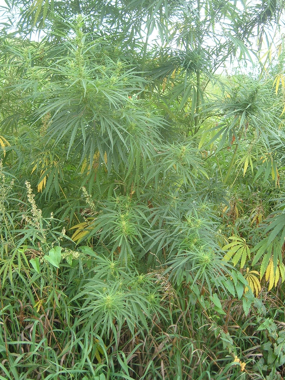 the midwestern phenomenon of *ditch weed*