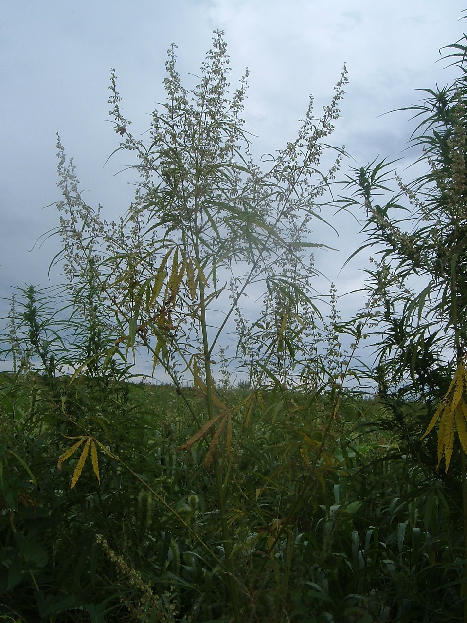 the midwestern phenomenon of *ditch weed*