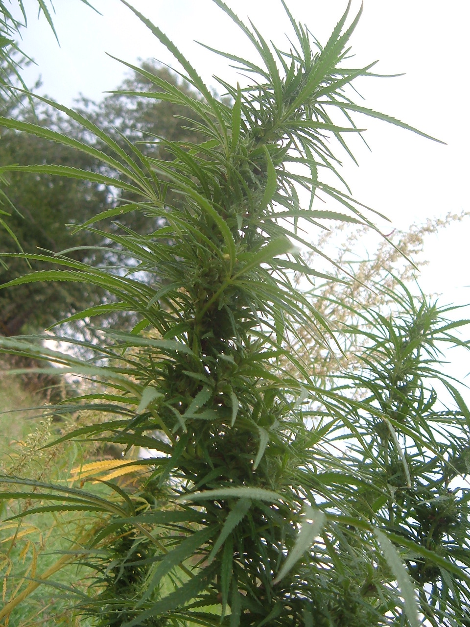 the midwestern phenomenon of *ditch weed*