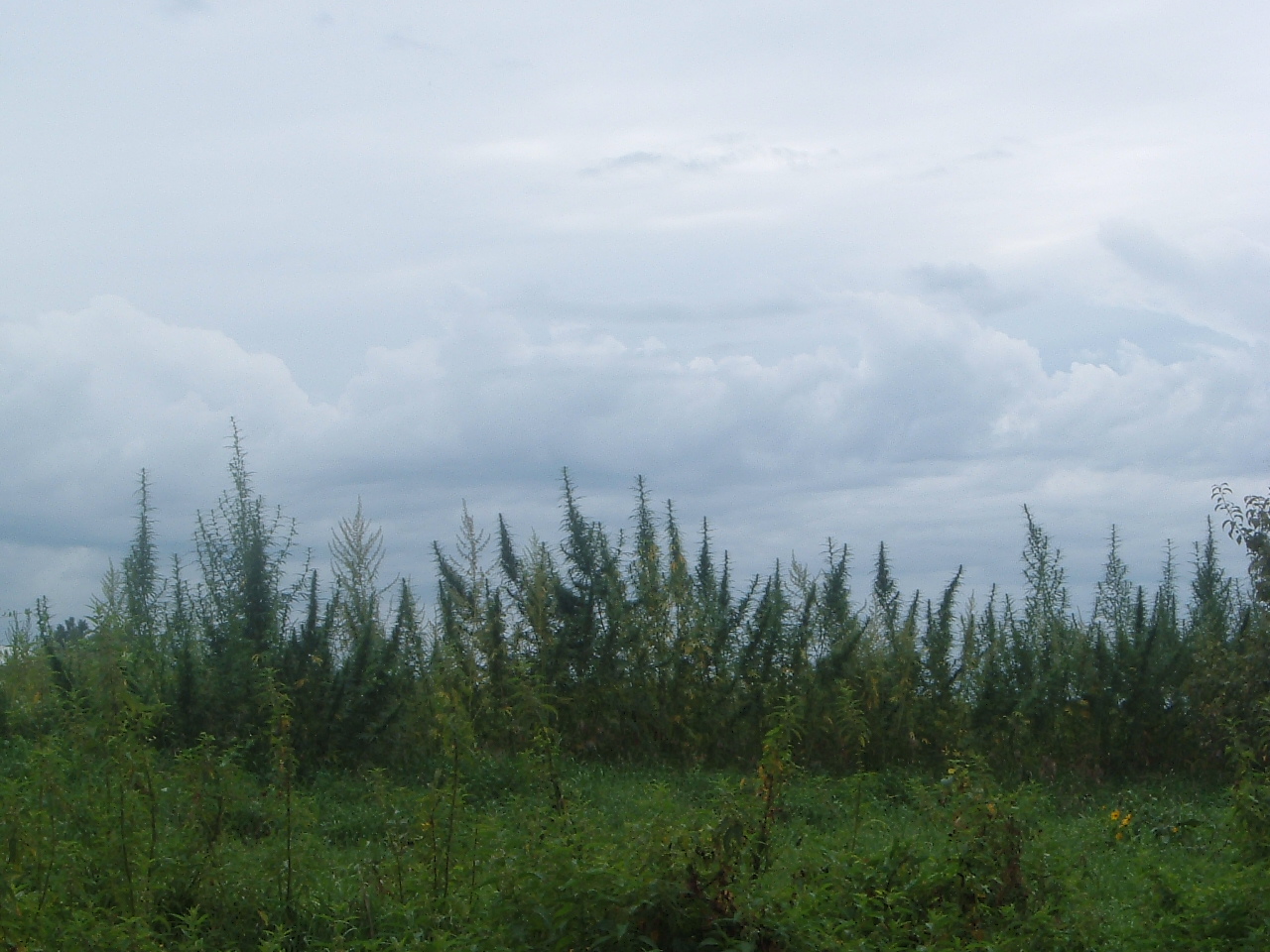 the midwestern phenomenon of *ditch weed*