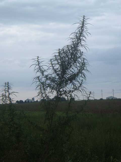 the midwestern phenomenon of *ditch weed*