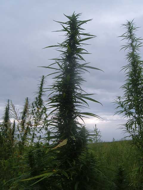 the midwestern phenomenon of *ditch weed*