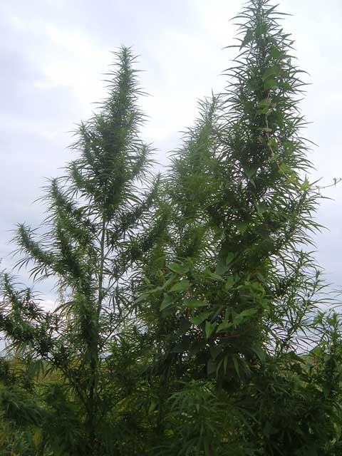 the midwestern phenomenon of *ditch weed*